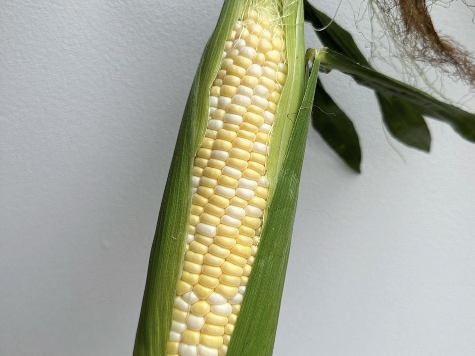 今期最後！本日出荷！【2L(400g以上)12本入り】とうもろこし農家が本気で作ったドルチェドリーム！！【縦詰、化粧箱入】：山梨県産のドルチェドリーム｜食べチョク｜産地直送(産直)お取り寄せ ...