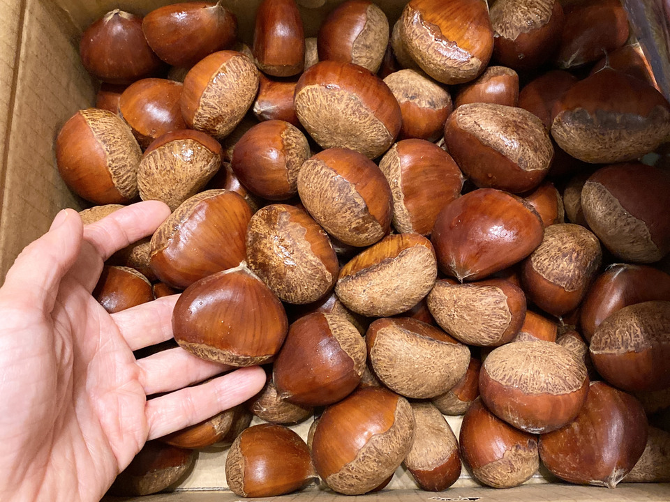 【笠間の栗】渋皮煮に最適！筑波4L(1kg) 温湯殺虫済：茨城県産の筑波｜食べチョク｜産地直送(産直)お取り寄せ通販 - 農家・漁師から旬の食材を直送