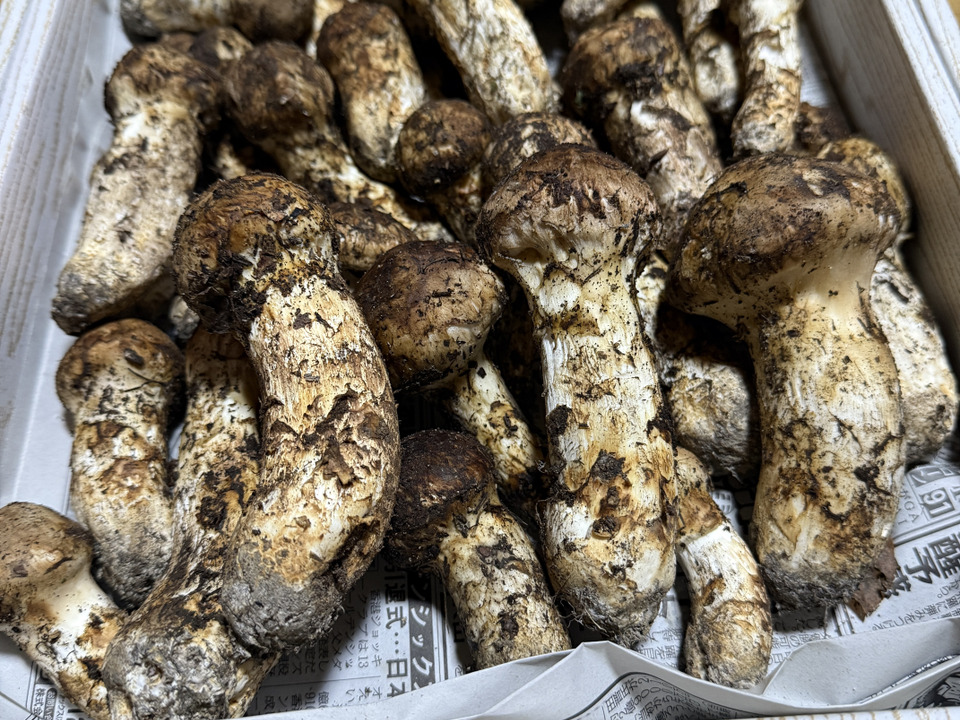 【限定1】山形県産・山の神からの贈り物・天然松茸183g：山形県産の野菜セット｜食べチョク｜産地直送(産直)お取り寄せ通販 - 農家・漁師から旬の食材を直送