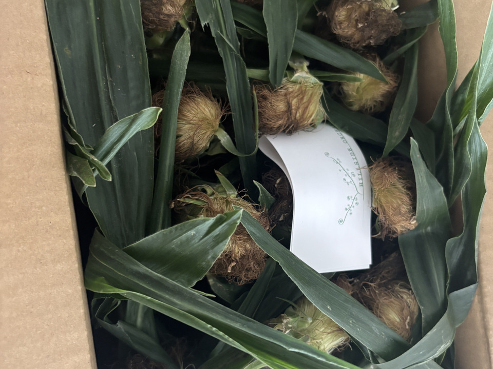 今期最後！本日出荷！【2L(400g以上)12本入り】とうもろこし農家が本気で作ったドルチェドリーム！！【縦詰、化粧箱入】：山梨県産のドルチェドリーム｜食べチョク｜産地直送(産直)お取り寄せ ...