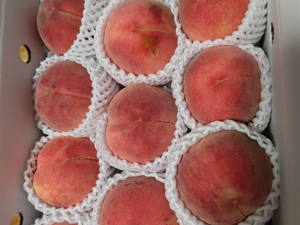 桃名人厳選 桃【ご家庭用 訳あり商品】白桃約3kg(8-12玉）：福島県産のはつひめ｜食べチョク｜産地直送(産直)お取り寄せ通販 - 農家・漁師から旬の食材を直送