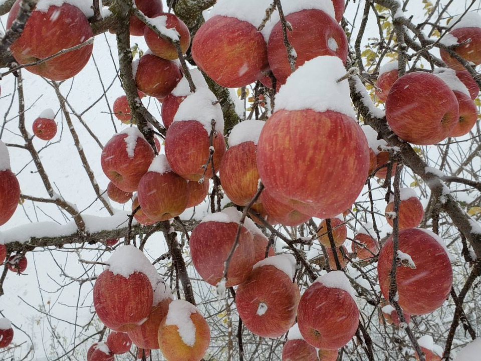 まるせい果樹園の節分りんご(春りんご) 3㌔ 贈答用 自家用 家庭用 hs7：福島県産のふじ｜食べチョク｜産地直送(産直)お取り寄せ通販 - 農家・漁師から旬の食材を直送