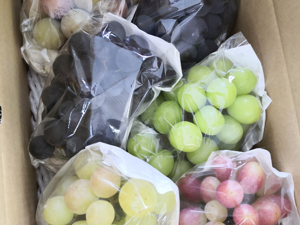 【ご家庭用4～6房】ぶどう食べ比べセット（品種おまかせ／約1.8kg）：兵庫県産の品種おまかせ｜食べチョク｜産地直送(産直)お取り寄せ通販 - 農家・漁師から旬の食材を直送