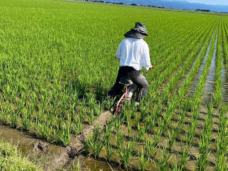 （限定5袋） 予約再開！！ 令和7年新米 新商品！大きい粒でとっても美味しい 雪若丸 玄米30キロ（10キロ3袋小分け可能）：山形県産のお米 ...