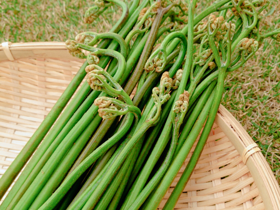 【天然】わらび くせになる食感！やみつき！標高1000mのわらび たっぷり満喫 重曹つき(1kg)：新潟県産のワラビ｜食べチョク｜産地直送 ...