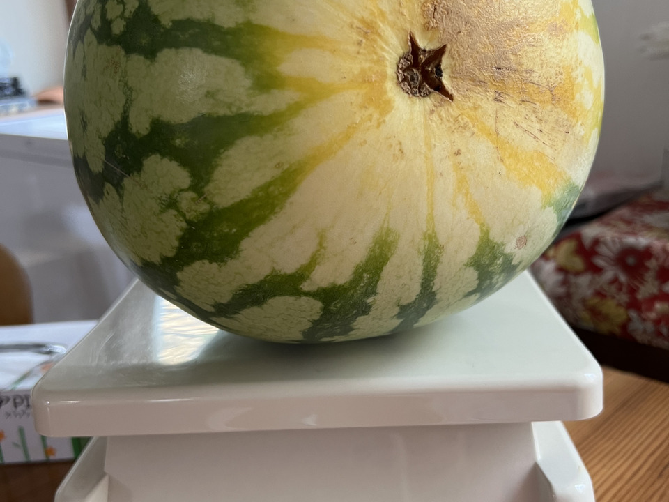 訳あり黄色いスイカ金色羅皇2.5kg-3.5kg2個：兵庫県産のスイカ｜食べチョク｜産地直送(産直)お取り寄せ通販 - 農家・漁師から旬の食材を直送