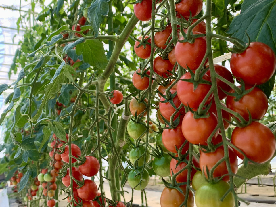 高糖度ミニトマト＆りんごミックスTOMANGOジュース180ml×12本：青森県産の加工品｜食べチョク｜産地直送(産直)お取り寄せ通販 ...