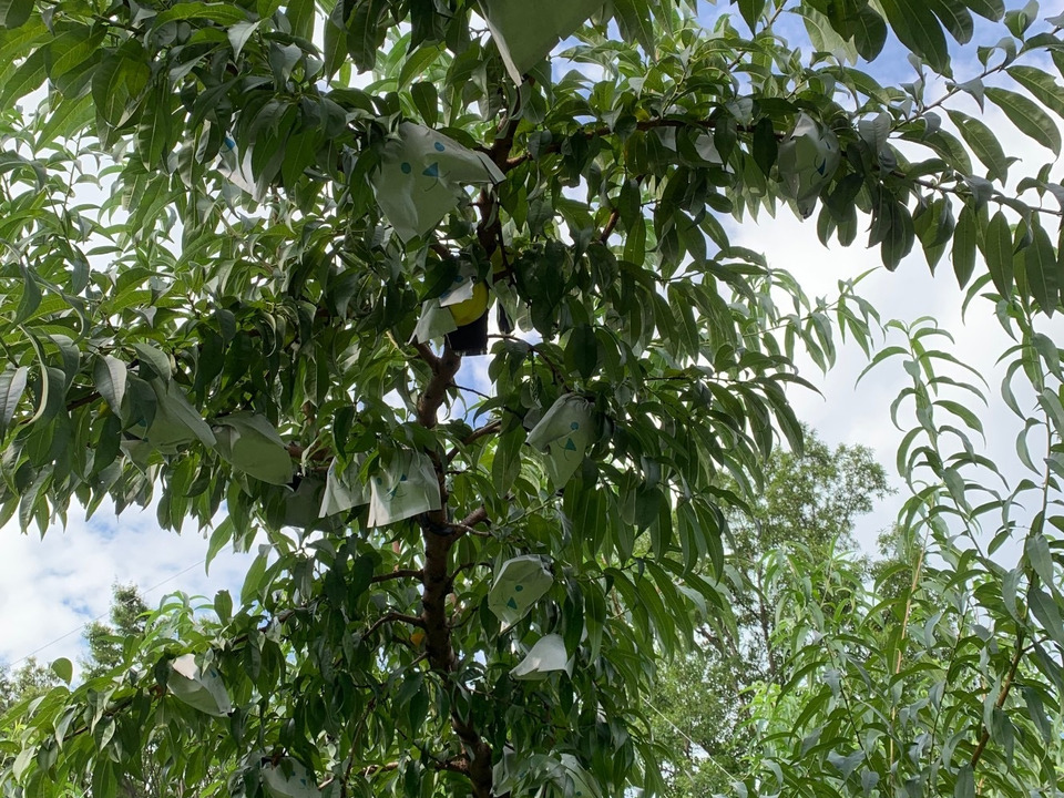 【ご予約受付中 2025年8月下旬頃～お届け】採れたて新鮮 山梨のおいしい黄金桃2kg（贈答用レベル5~6個）：山梨県産の黄桃｜食べチョク｜産地直送(産直)お取り寄せ通販 - 農家・漁師から旬 ...