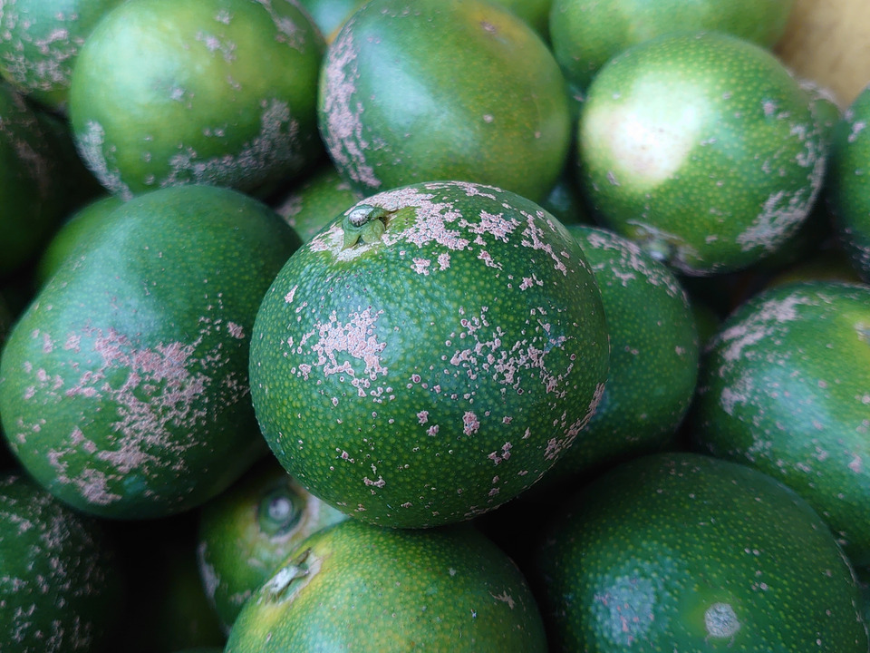 【9月上旬よりお届け】訳あり「YN26」5㎏（サイズ混合）。：和歌山県産のみかん・柑橘類｜食べチョク｜産地直送(産直)お取り寄せ通販 - 農家・漁師から旬の食材を直送