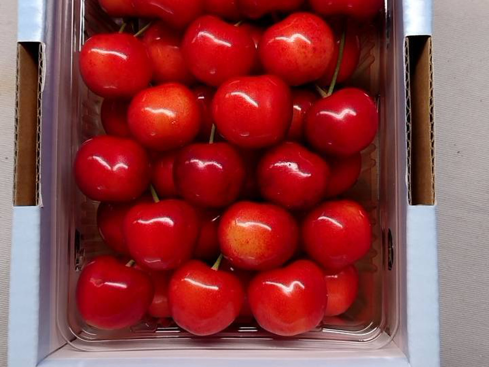 【受取日指定可】最高のバランスのさくらんぼ『紅秀峰』秀2L 500g バラ：山形県産の紅秀峰｜食べチョク｜産地直送(産直)お取り寄せ通販 - 農家・漁師から旬の食材を直送