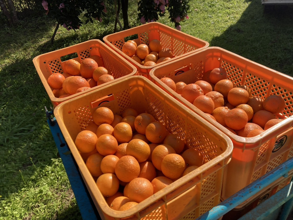 【数量限定・屋久島からの贈りもの】厳選されたたんかん！ 屋久島産 贈答用たんかん 3kg 3Lサイズ 14個入り：鹿児島県産のみかん・柑橘類｜食べチョク｜産地直送(産直)お取り寄せ通販 ...