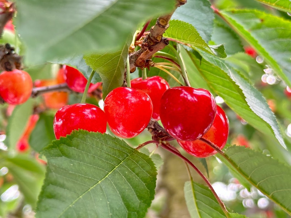 【先行予約】大玉で高糖度！さくらんぼ 2～3L バラ 約700g：山梨県産の佐藤錦｜食べチョク｜産地直送(産直)お取り寄せ通販 - 農家・漁師から旬の食材を直送