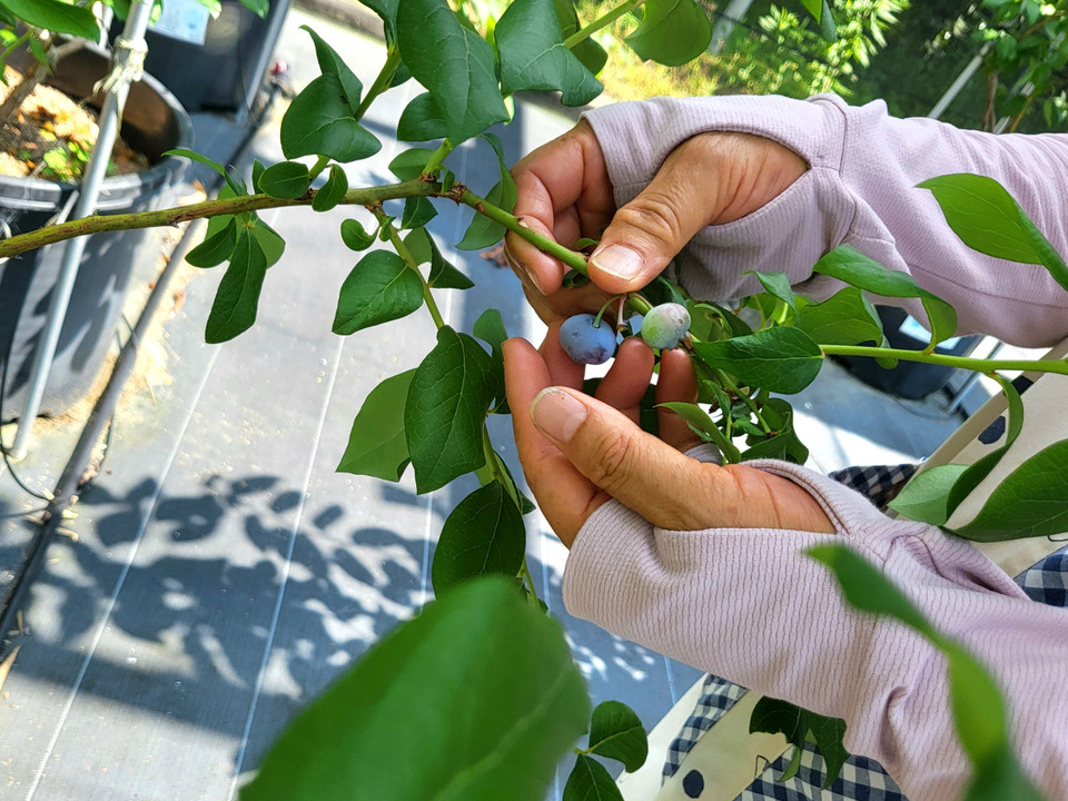 農薬不使用！2025そのまま冷凍ブルーベリー(700g)【秀品】：静岡県産の加工品｜食べチョク｜産地直送(産直)お取り寄せ通販 - 農家・漁師から旬の食材を直送