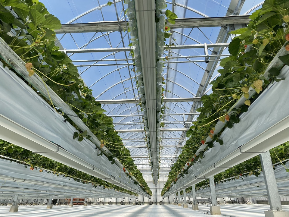 【🎁ギフト🎁】🍓福岡県産🍓 空中で真っ赤に実る🍓 【🍓あまおういちご🍓】250g×2パック：福岡県産のあまおう｜食べチョク｜産地直送(産直)お取り寄せ通販 - 農家・漁師から旬の食材を直送