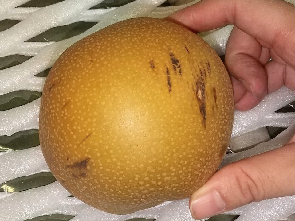 【9/16まで】家庭用!!お買い得!!豊水 3kg (9玉前後)【コンビニ決済不可】：千葉県産の豊水｜食べチョク｜産地直送(産直)お取り寄せ通販 - 農家・漁師から旬の食材を直送