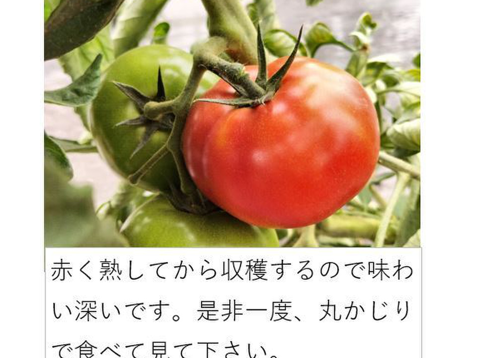 トマト 木生りで赤熟！コク深い旨み＜1400g＞：秋田県産のパルト｜食べチョク｜産地直送(産直)お取り寄せ通販 - 農家・漁師から旬の食材を直送