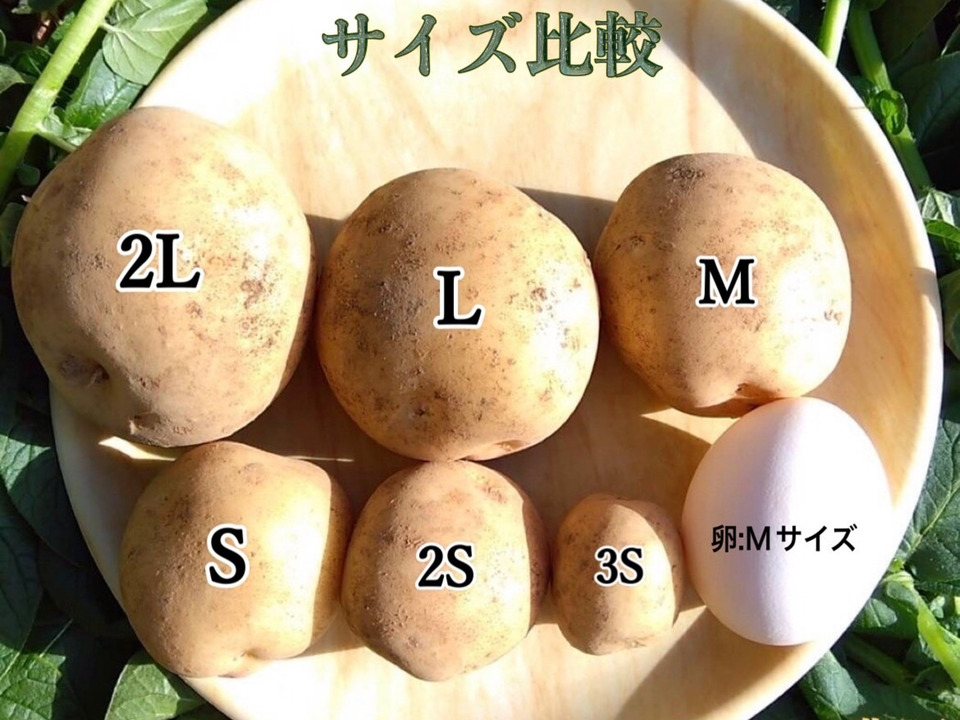【掘りたて】種子島産 新じゃがいも 2S・S・Mサイズ 10kg(箱別)：鹿児島県産のニシユタカ｜食べチョク｜産地直送(産直)お取り寄せ通販 - 農家・漁師から旬の食材を直送