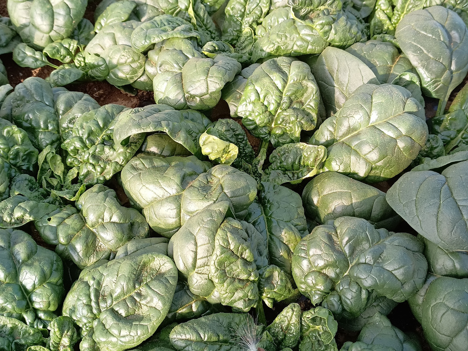 冬季限定【寒締ちぢみほうれん草】6袋（1袋に200〜250g入り）合計1.2〜1.5kg：茨城県産の寒味｜食べチョク｜産地直送(産直)お取り寄せ通販 - 農家・漁師から旬の食材を直送