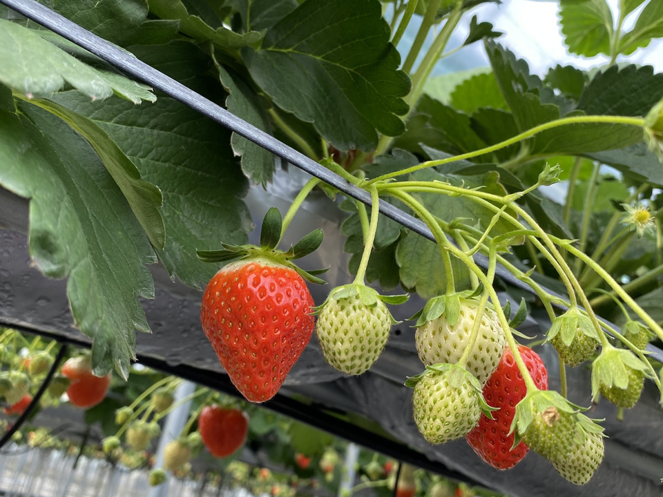 SNSが得意じゃないイチゴ農家（41歳）が情熱を注ぐ】大玉さぬきひめいちご約425g【苺音スタンダードハーフ（1／2）約425g】：香川県産のさぬきひめ｜食べチョク｜産地直送(産直)お取り寄せ ...