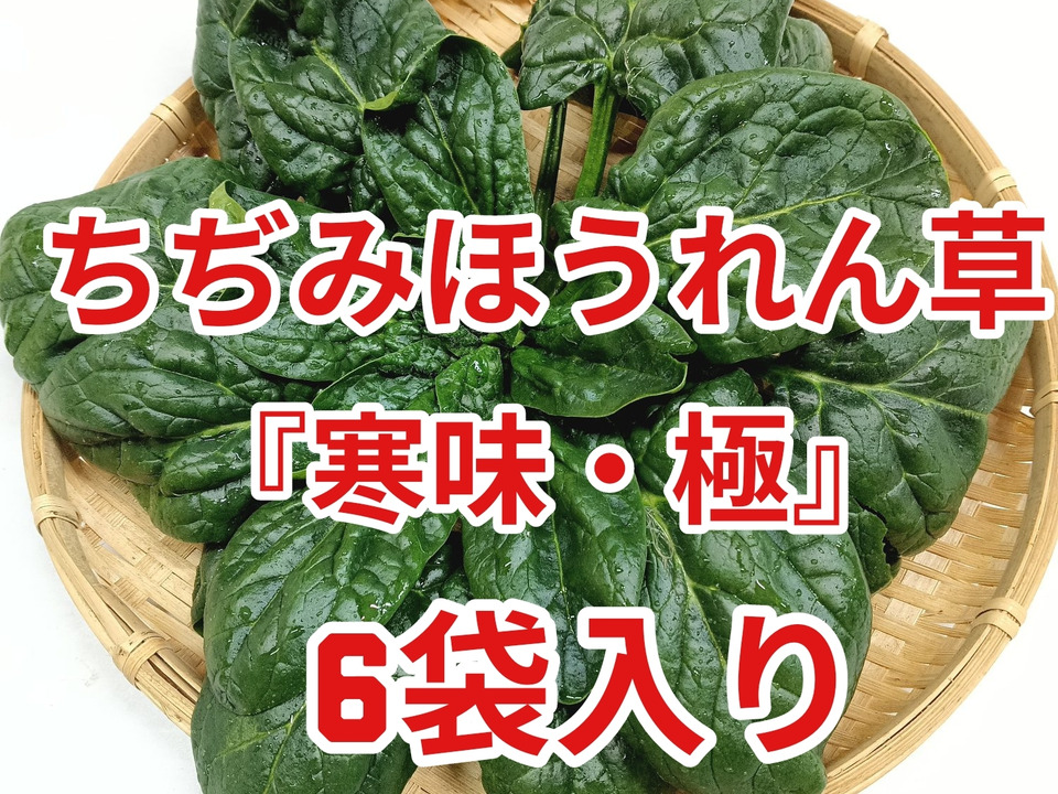 冬季限定【寒締ちぢみほうれん草】6袋（1袋に200〜250g入り）合計1.2〜1.5kg：茨城県産の寒味｜食べチョク｜産地直送(産直)お取り寄せ通販 - 農家・漁師から旬の食材を直送