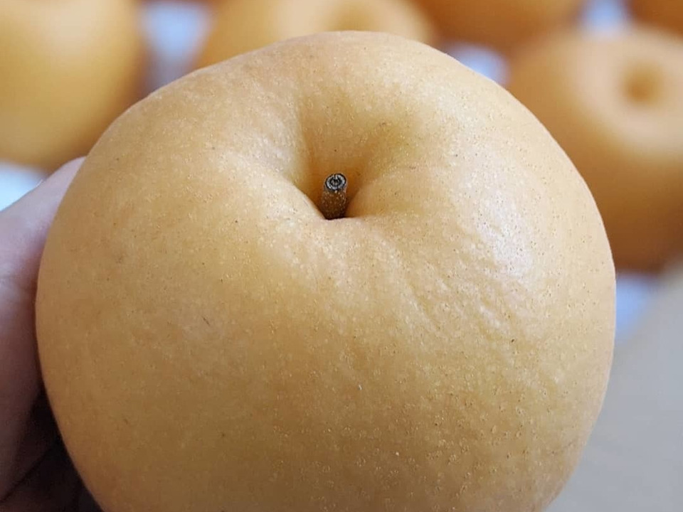 酸味と甘みのハーモニー 特選 新興梨 化粧箱入約3kg(5～7玉)【ギフト・熨斗対応】：福岡県産の新興梨｜食べチョク｜産地直送(産直)お取り寄せ通販 - 農家・漁師から旬の食材を直送