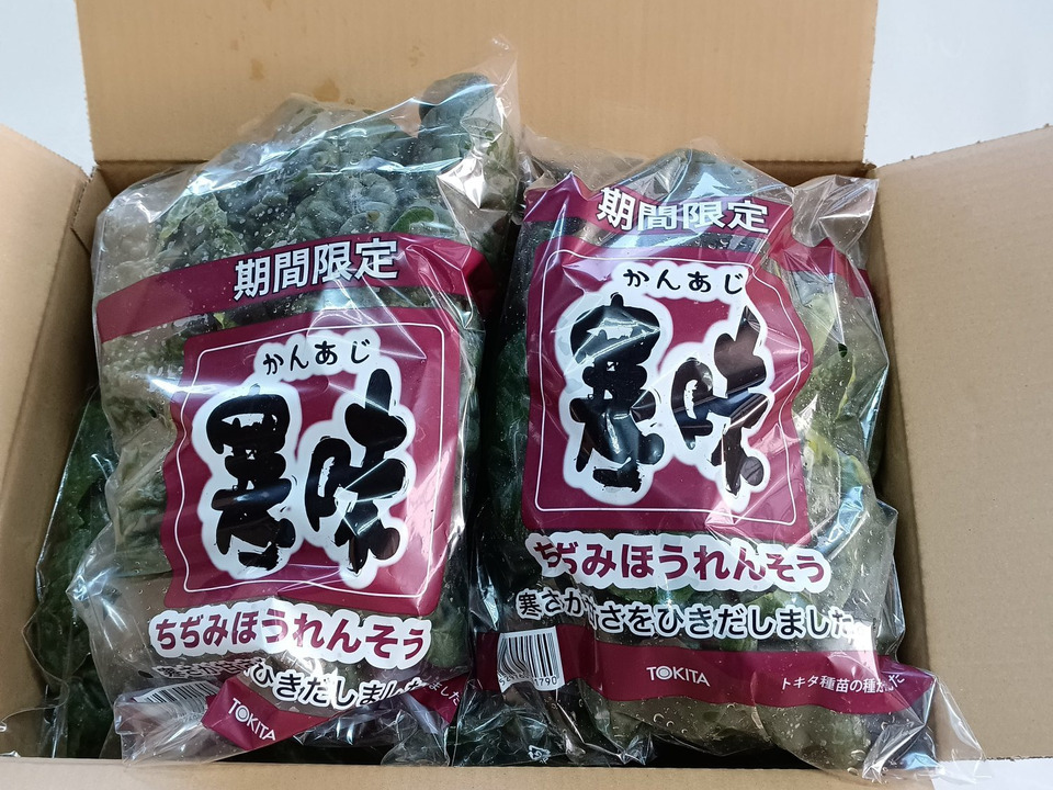 冬季限定【寒締ちぢみほうれん草】6袋（1袋に200〜250g入り）合計1.2〜1.5kg：茨城県産の寒味｜食べチョク｜産地直送(産直)お取り寄せ通販 - 農家・漁師から旬の食材を直送
