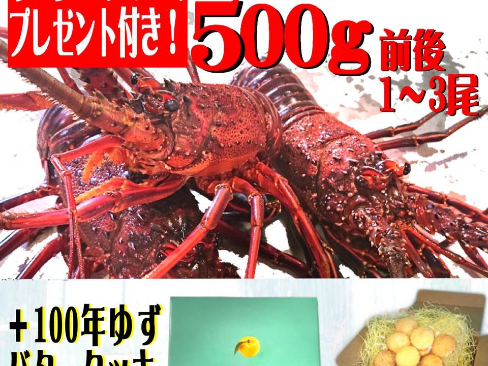 活〆伊勢海老！ 500g前後（1～3尾）＆プレゼント！+ゆず果汁1本 【冬ギフト】：高知県産の伊勢エビ｜食べチョク｜産地直送(産直)お取り寄せ ...
