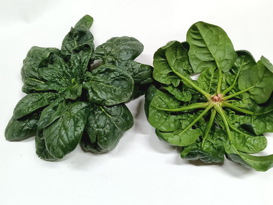 冬季限定【寒締ちぢみほうれん草】6袋（1袋に200〜250g入り）合計1.2〜1.5kg：茨城県産の寒味｜食べチョク｜産地直送(産直)お取り寄せ通販 - 農家・漁師から旬の食材を直送