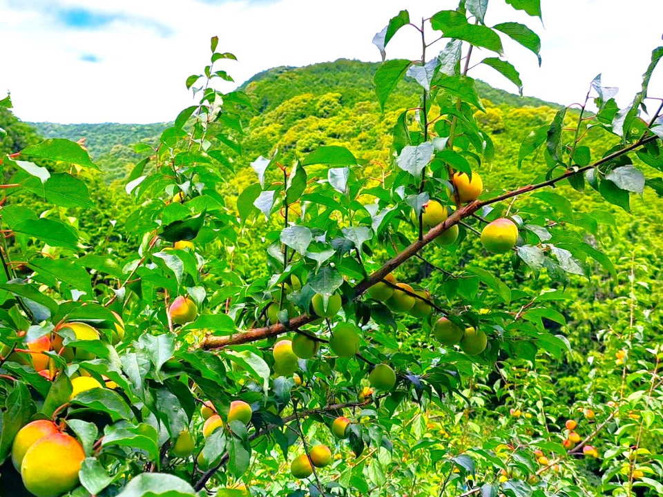 【雹（ひょう）キズあり】 梅シロップや梅酒に！和歌山県みなべ町産『南高梅』青梅【10kg】大粒（2L,3L）6月上旬から順次発送：和歌山県産の南高梅｜食べチョク｜産地直送(産直)お取り寄せ通販 ...