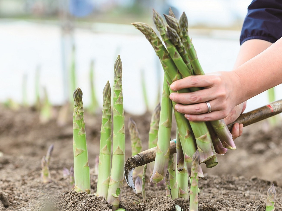 極太なのに柔らかいアスパラ 3L・2Lサイズ 900g 【北海道赤平産】：北海道産のガインリム｜食べチョク｜産地直送(産直)お取り寄せ通販 - 農家・漁師から旬の食材を直送