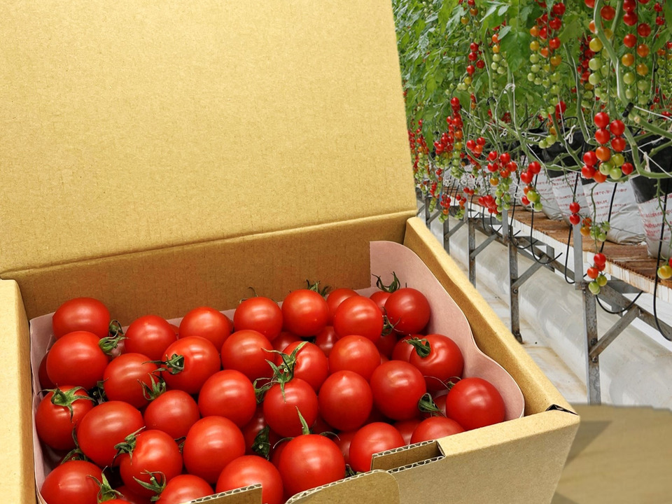 【トマト本来の濃厚な味】高糖度ミニトマト（1kg）「うまトマト」甘味と酸味のバランスが抜群：静岡県産のトマト｜食べチョク｜産地直送(産直)お ...