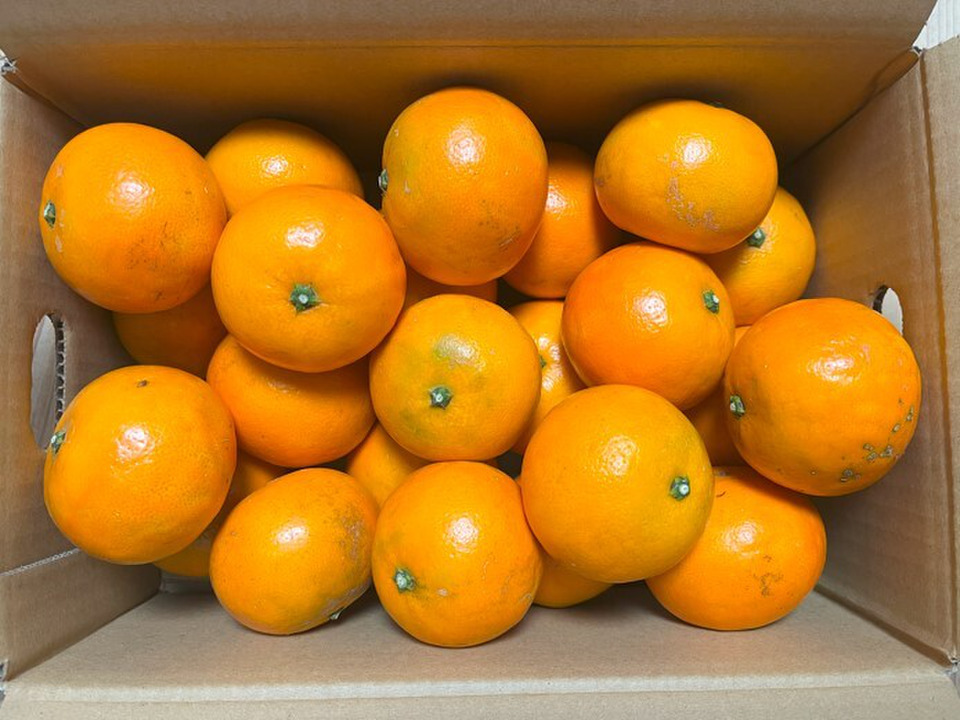熊本新品種！くまもとEC12🍊約2.5kg（5～25玉）🍊2023年デビュー🍊デコポン発祥の地・不知火町より🍊一回食べてみてん！：熊本県産のみかん・柑橘類｜食べチョク｜産地直送(産直)お ...