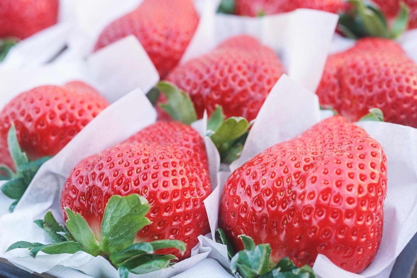 【冬ギフト】プレミアム【完熟あまおう】大粒いちごギフト【9～15粒】【熨斗対応】：福岡県の投稿｜食べチョク｜産地直送(産直)お取り寄せ通販 ...