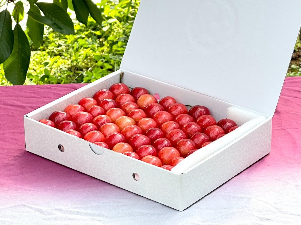 【2024先行予約】大玉で高糖度！さくらんぼ 2～3L 並べ 約500g 大玉極上品：山梨県の投稿｜食べチョク｜産地直送(産直)お取り寄せ通販 - 農家・漁師から旬の食材を直送