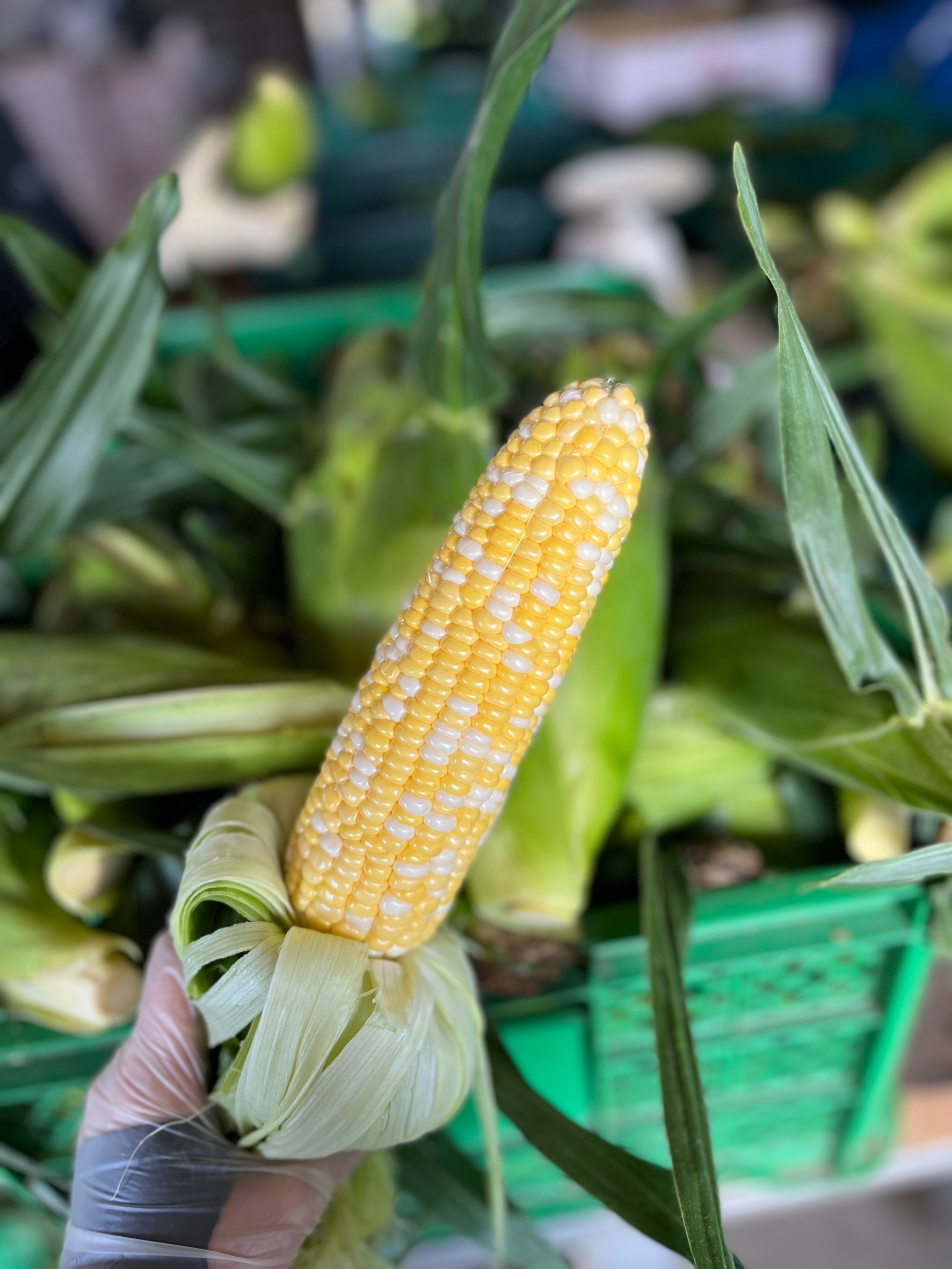 今季最後！！【2L(400g以上)12本入り】とうもろこし農家が本気で作った甘々娘！！【夏ギフト】：山梨県の投稿｜食べチョク｜産地直送(産直)お取り寄せ通販 - 農家・漁師から旬の食材を直送