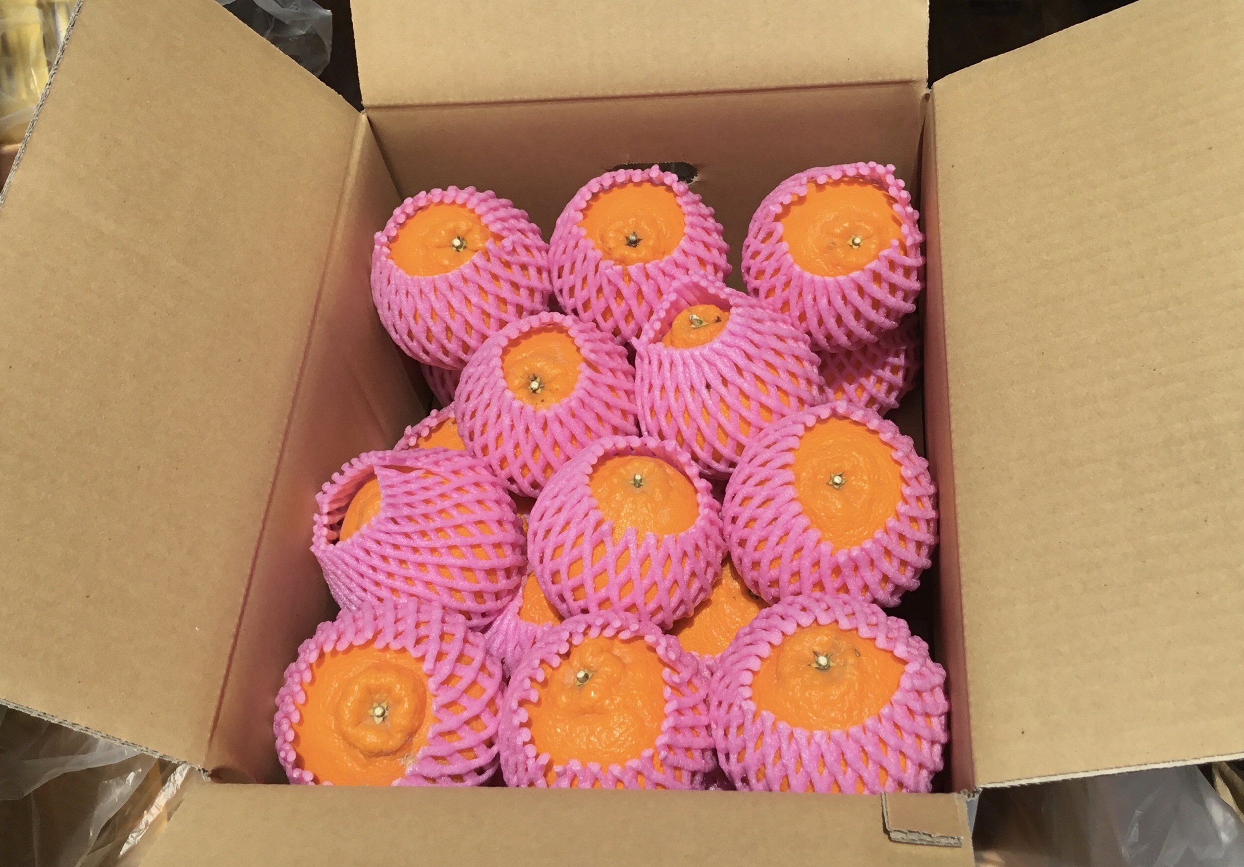 超〜お買い得 ️ちょっと訳ありだけどコク旨不知火 M〜2Lサイズ （約7kg）：熊本県の投稿｜食べチョク｜産地直送(産直)お取り寄せ通販 - 農家・漁師から旬の食材を直送