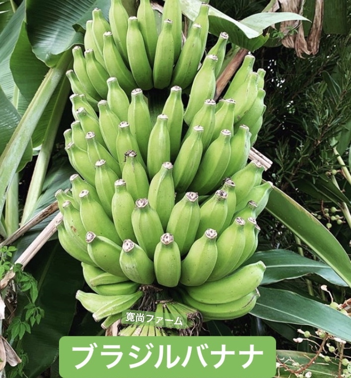 〔自然栽培〕バナナ約3kg：沖縄県の投稿｜食べチョク｜産地直送(産直)お取り寄せ通販 - 農家・漁師から旬の食材を直送