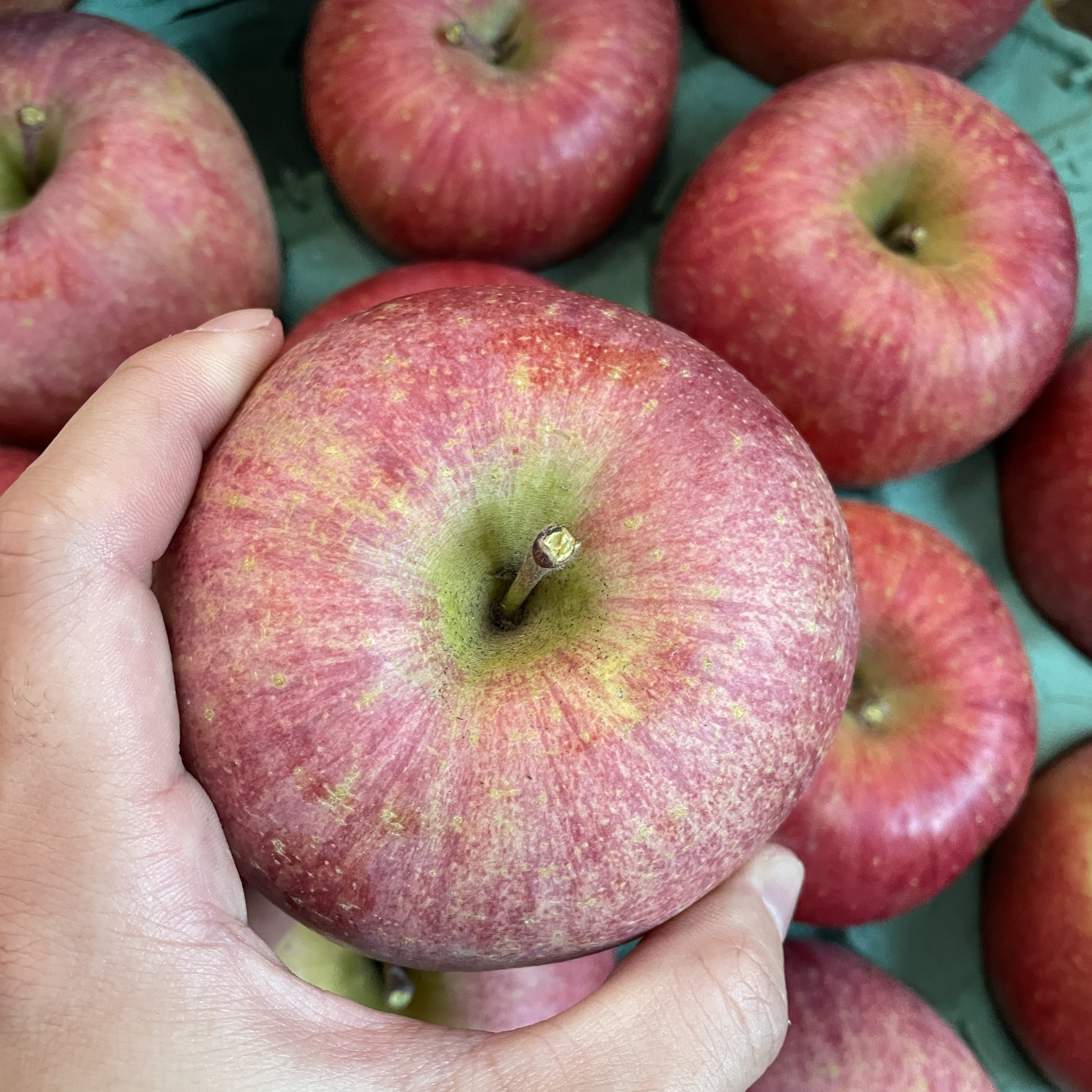 【個性溢れるりんごたち】『サンふじ』5キロ【12〜20玉入り】【家庭用】【訳あり】🍎山形りんご🍎：山形県のレビュー｜食べチョク｜産地直送(産直 ...