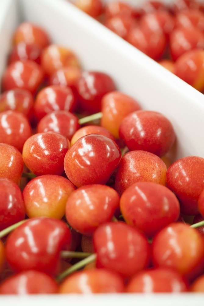 【予約早割】山形県産 佐藤錦 700g 秀品 2L～L玉混合 大粒 さくらんぼ バラ詰 700グラム：山形県の投稿｜食べチョク｜産地直送(産直)お取り寄せ通販 - 農家・漁師から旬の食材を直送