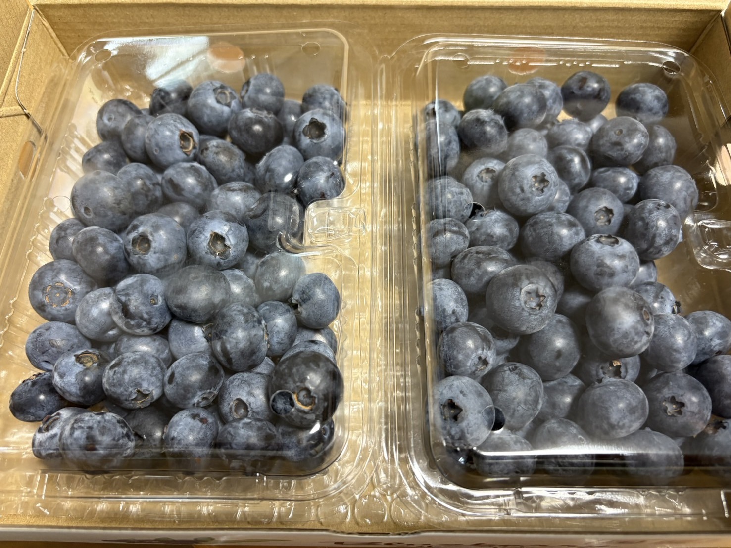 【冷蔵】ぱくぱくパック（中粒メイン）「高滝湖ブルーベリー」（露地栽培）250g×2p（ハイブッシュ）：千葉県のレビュー｜食べチョク｜産地直送(産直)お取り寄せ通販 - 農家・漁師から旬の食材を直送