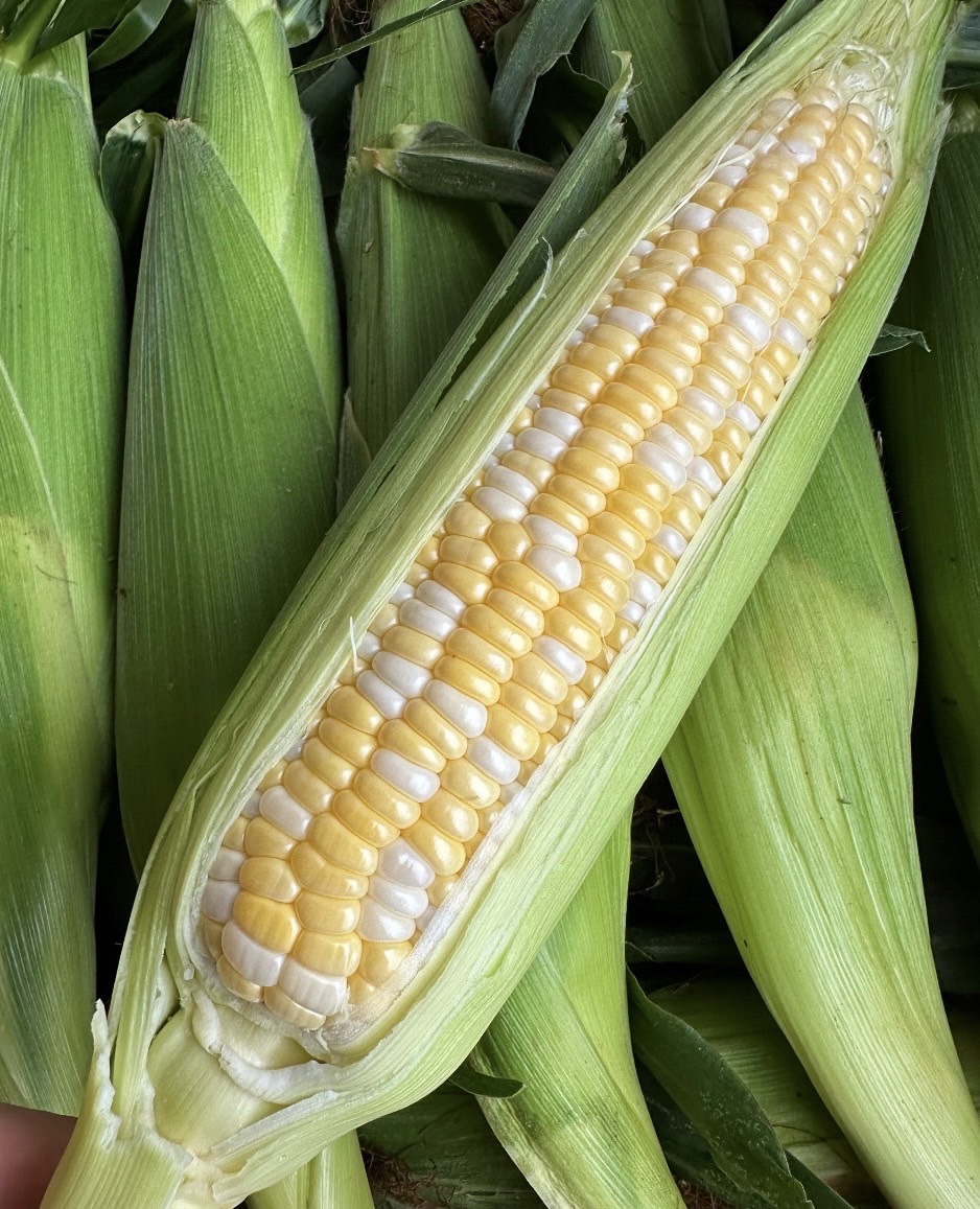 【2L(400g以上)6本入り】とうもろこし農家が本気で作ったドルチェドリーム！！【夏ギフト】：山梨県のレビュー｜食べチョク｜産地直送(産直)お取り寄せ通販 - 農家・漁師から旬の食材を直送
