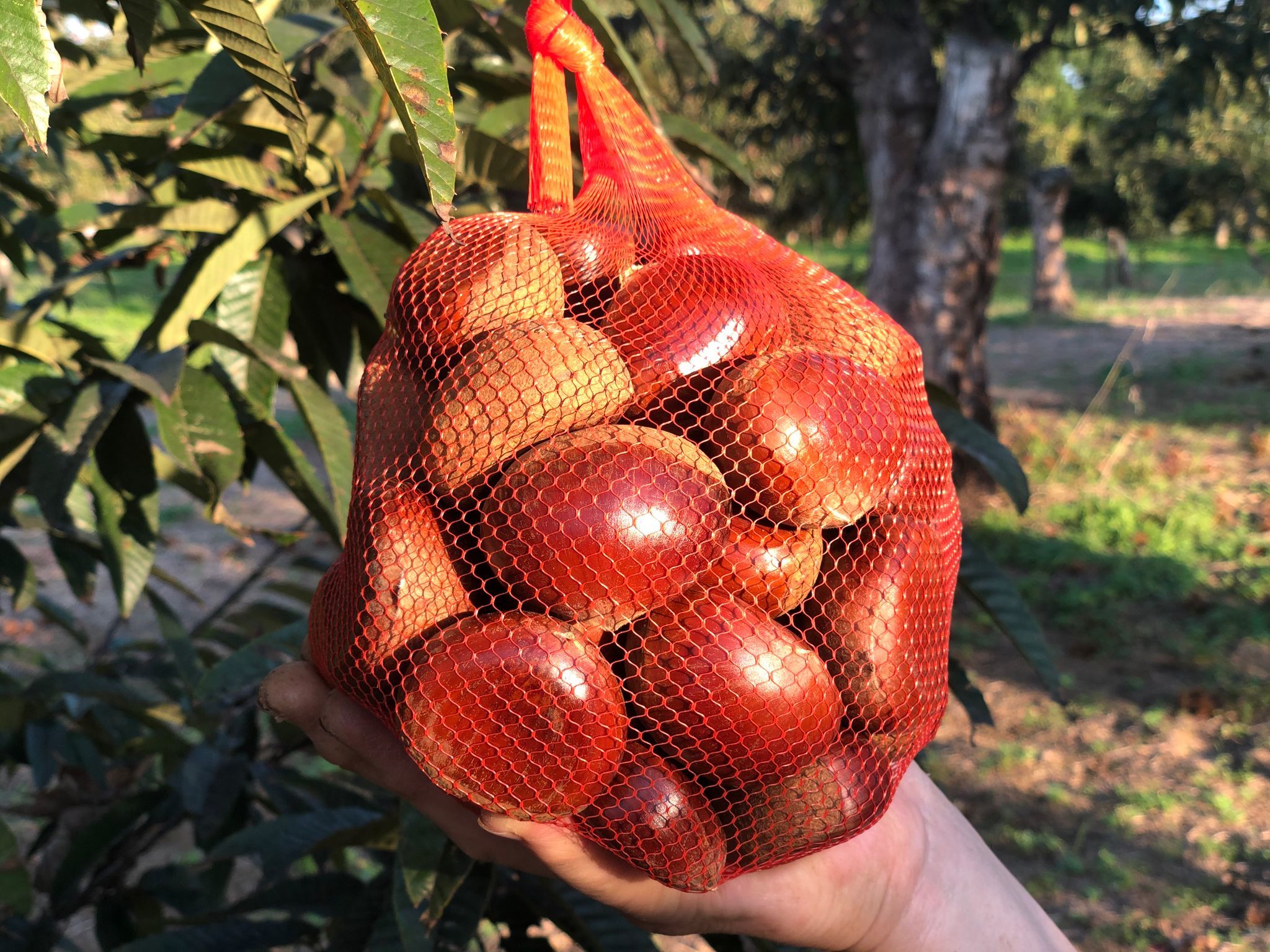 【完熟熟成栗】希少な大きい栗！立派で美味しい♪栗4L～3L（皮栗）1.5kg（1500g）：茨城県の投稿｜食べチョク｜産地直送(産直)お取り寄せ通販 - 農家・漁師から旬の食材を直送