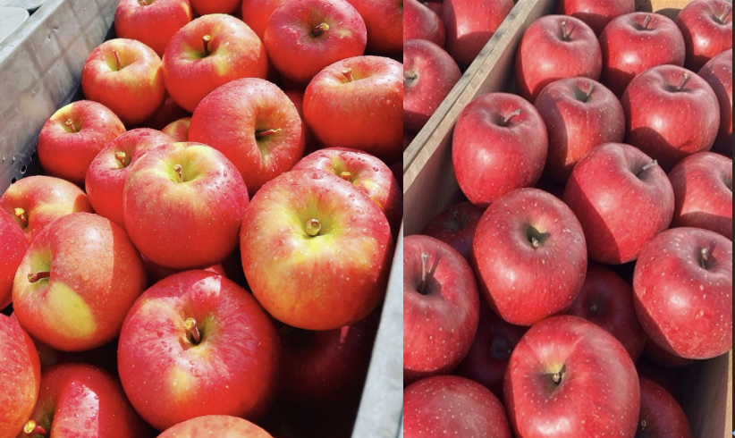 權之丞farm人気No.1、2のお試しセット！ 高徳りんご&コスモふじ 家庭用2kg（6〜9個入り）：青森県の投稿｜食べチョク｜産地直送(産直)お取り寄せ通販 - 農家・漁師から旬の食材を直送