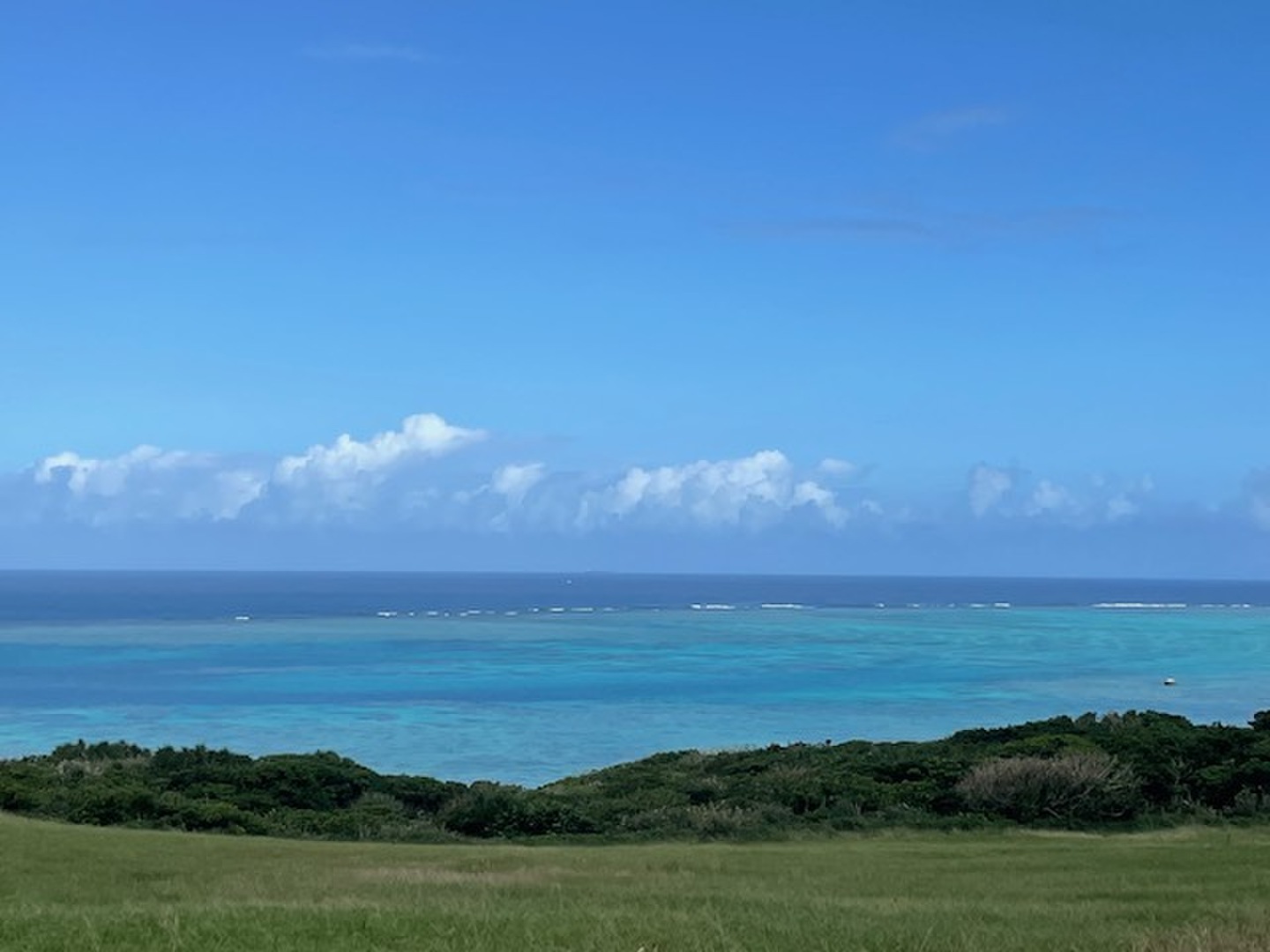 ピーチパイン 500g〜700g 8個〜10個 5kg：沖縄県産の果物｜食べチョク｜産地直送(産直)お取り寄せ通販 - 農家・漁師から旬の食材を直送