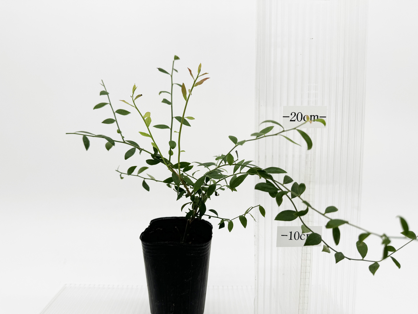 ビルベリー苗木4本セット：千葉県産の花・植物｜食べチョク｜産地直送(産直)お取り寄せ通販 - 農家・漁師から旬の食材を直送