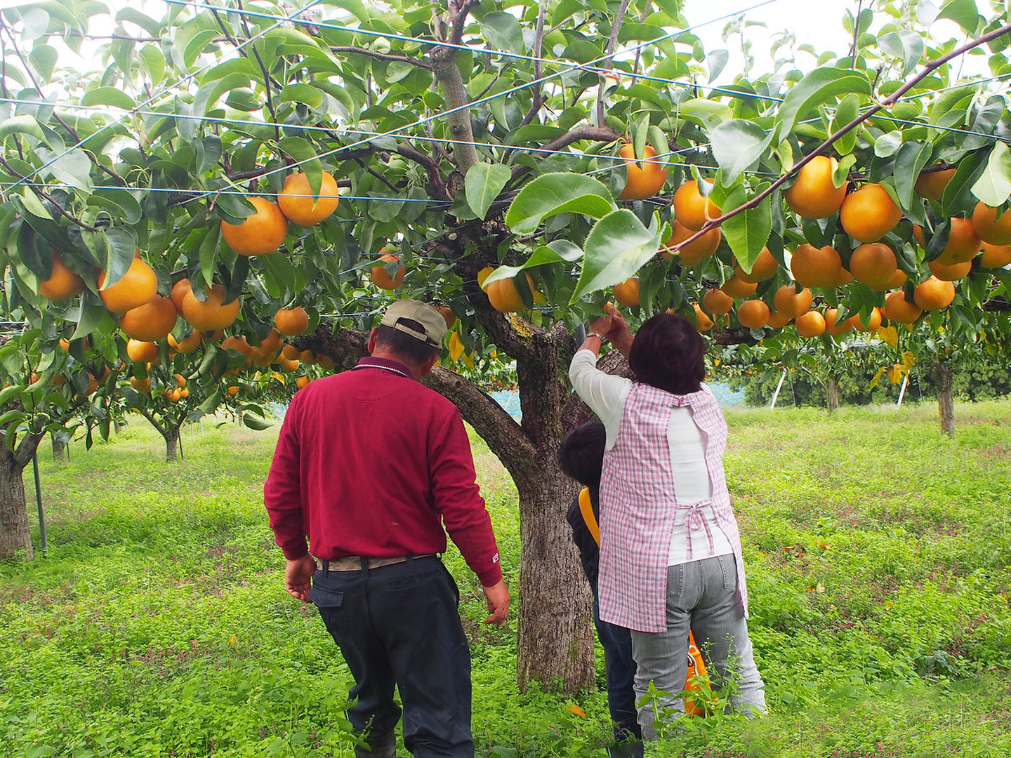 【農薬節減】もぎたて!! 梨 豊水 5kg(10〜16玉) ギフトにも!! 贈答 5キロ【発送9月中下旬〜】：宮城県産の豊水｜食べチョク｜産地直送(産直)お取り寄せ通販 - 農家・漁師から旬の ...
