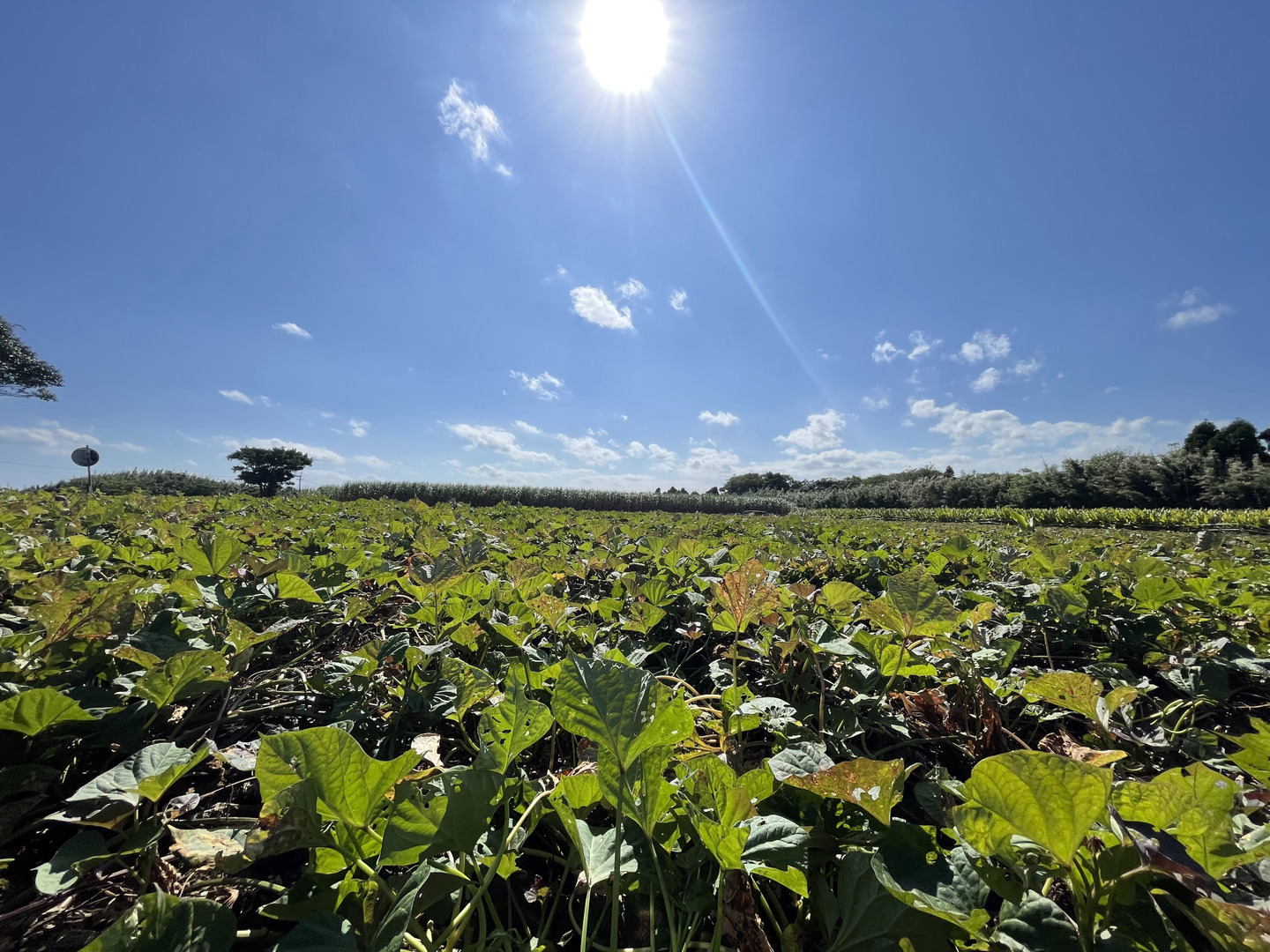 【絶品】種子島産 安納芋 Sサイズ 5kg(箱別)｜aimo農園：鹿児島県産の安納紅｜食べチョク｜産地直送(産直)お取り寄せ通販 - 農家・漁師から旬の食材を直送