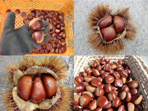 【甘み食べ比べ 大粒セット】岸根と筑波栗 農薬不使用栽培 1800g：大分県産の筑波｜食べチョク｜産地直送(産直)お取り寄せ通販 - 農家・漁師から旬の食材を直送