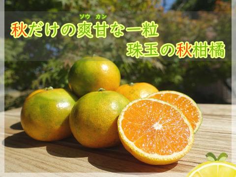 緑黄完熟みかん【爽甘秋みかん"YN26"（アオアマ）」】5kg（箱込み）：和歌山県産のみかん・柑橘類｜食べチョク｜産地直送(産直)お取り寄せ通販 - 農家・漁師から旬の食材を直送