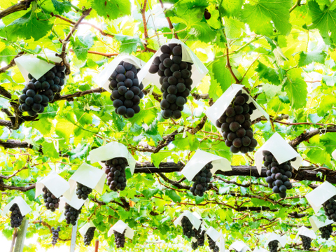 【宇宙グレープ藤稔限定30箱】人気ランキング常連の黒系葡萄リピーター続出で大人気【2024年8月中旬発送 】約2kg2～5房：山梨県産の藤稔｜食べチョク｜産地直送(産直)お取り寄せ通販 ...